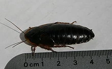 Blaptica dubia | Cockroach Wiki | Fandom