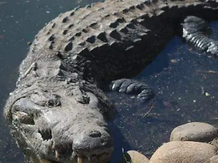 Wiki Cocodrilo | Fandom