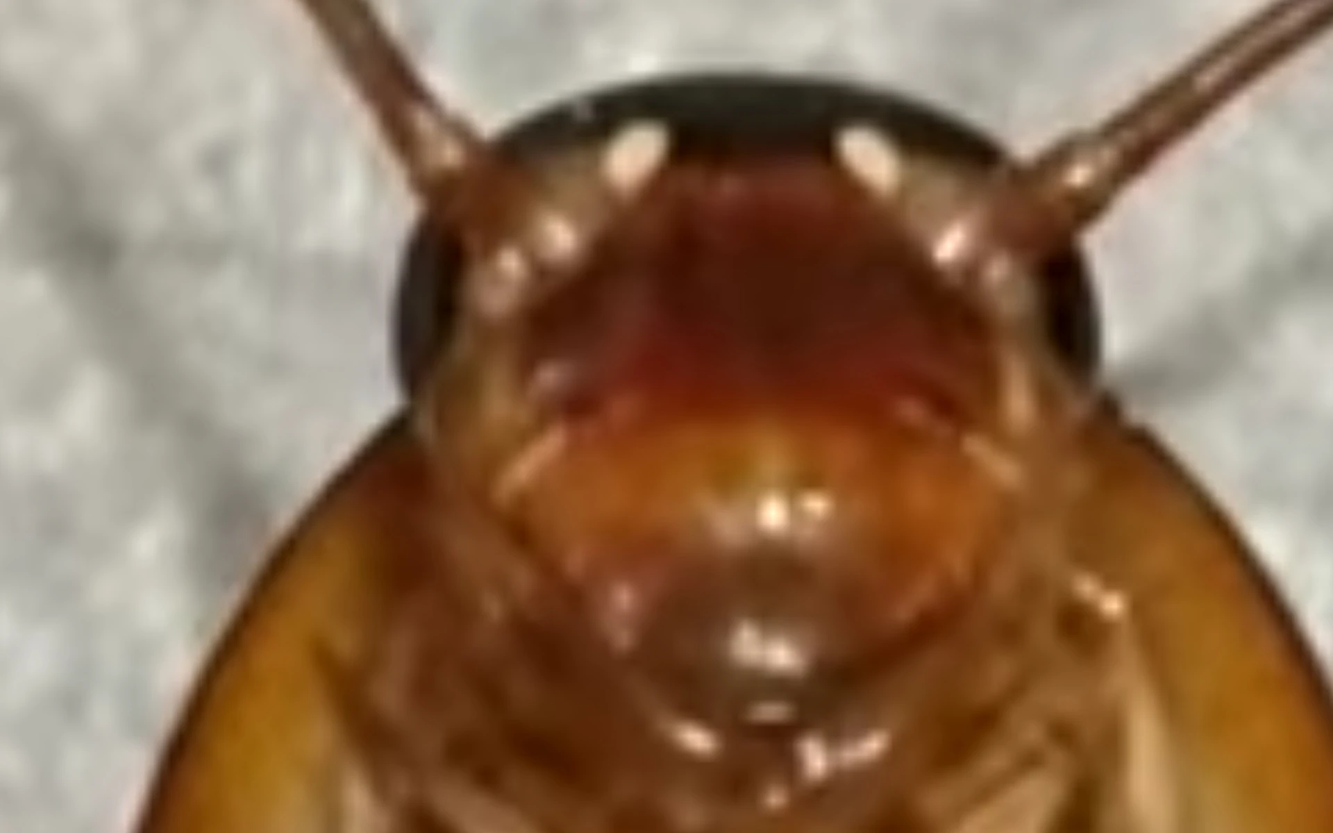 Discuss Everything About Cocomelon Wiki | Fandom