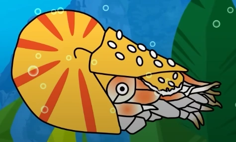 Chambered nautilus | CoCosToy Wiki | Fandom