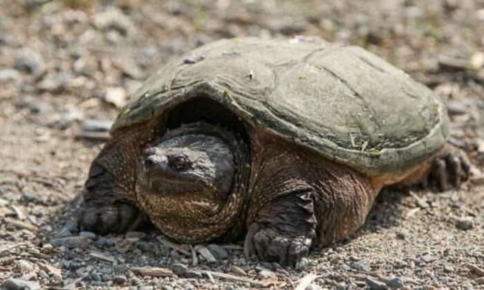 Tortuga Mordedora Común (El Mundo Real) | Wiki Codex Invictus | Fandom