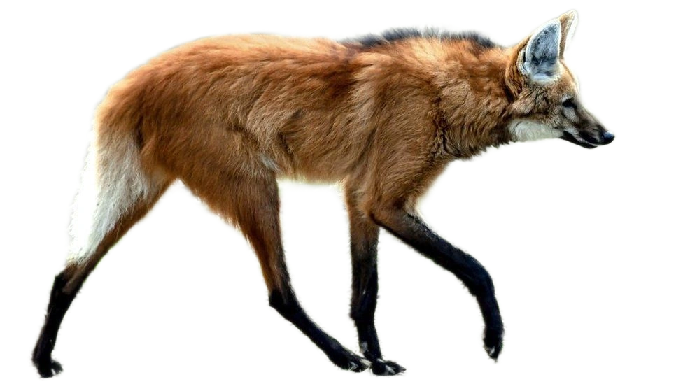 Lobo de Crin (El Mundo Real) | Wiki Codex Invictus | Fandom