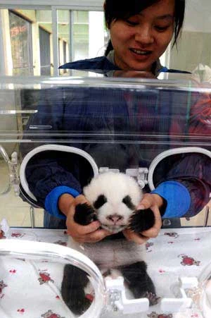 RespectedPanda | Coe Wiki | Fandom