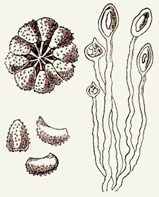 Coffee rust | The Coffee Wiki | Fandom