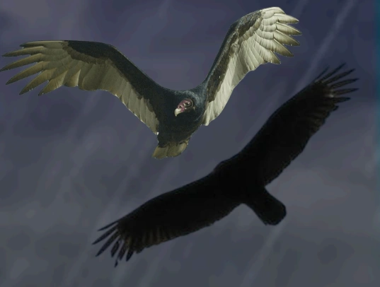 Vulture | Coilbook Wiki | Fandom