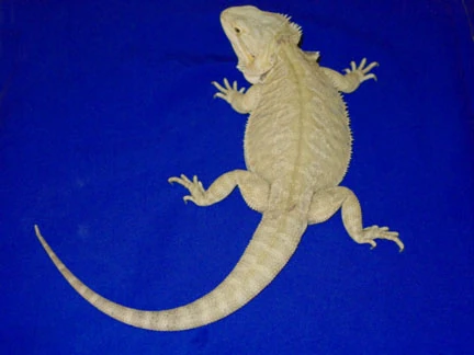 Ice lizards | Cold Cat Wiki | Fandom