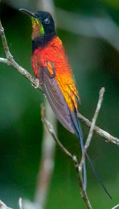Grupo Topacios Subfamilia Topazinae | Wiki Colibríes | Fandom