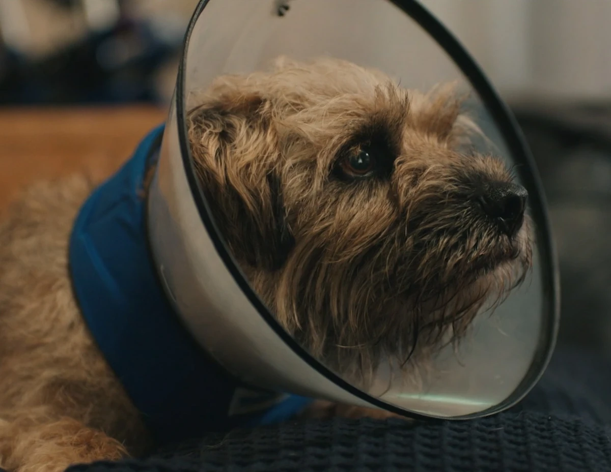 Colin | Colin From Accounts Wiki | Fandom