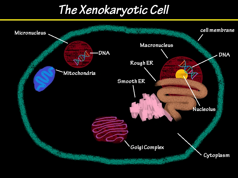 Micronucleus And Macronucleus