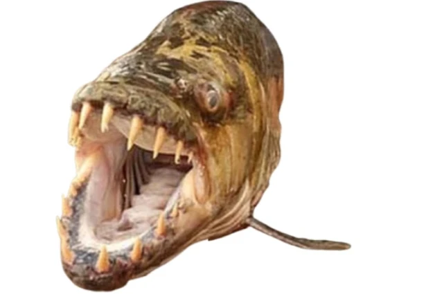 Fishie | Collage Chomik Wiki | Fandom