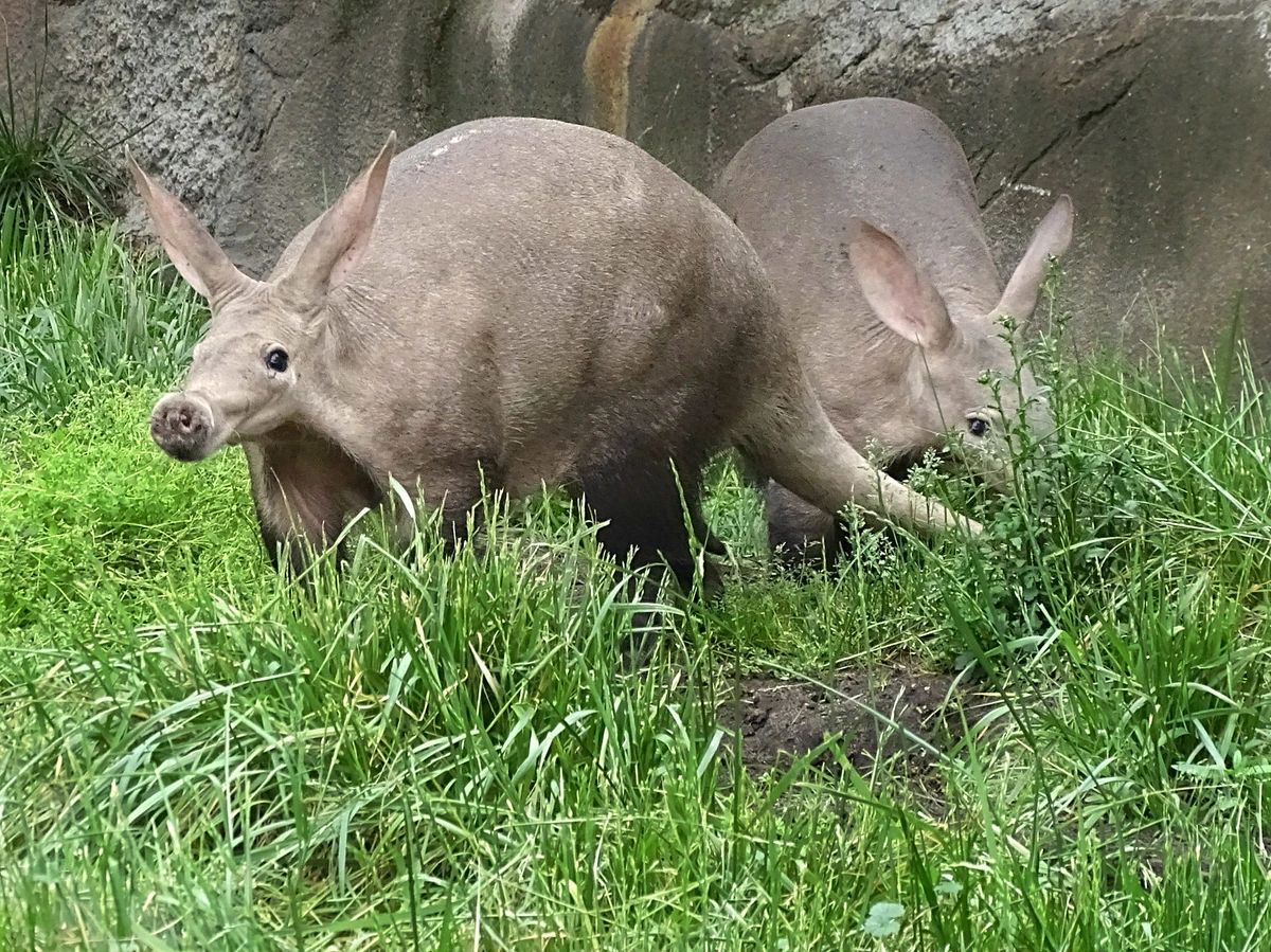 Aardvark | Collection Chamber Games with Cheats and Level Editor Wiki ...