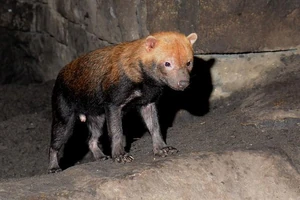 Perro venadero | Wiki Colombia | Fandom