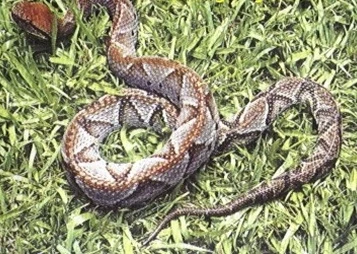 Bothrops colombianus | Wiki Colombia | Fandom