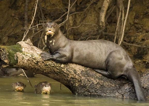 Nutria gigante | Wiki Colombia | Fandom