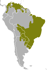 Zorro perruno | Wiki Colombia | Fandom