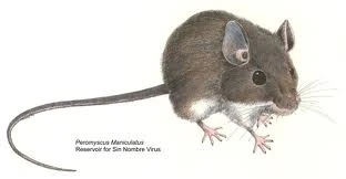 Ratón de monte | Wiki Colombia | Fandom