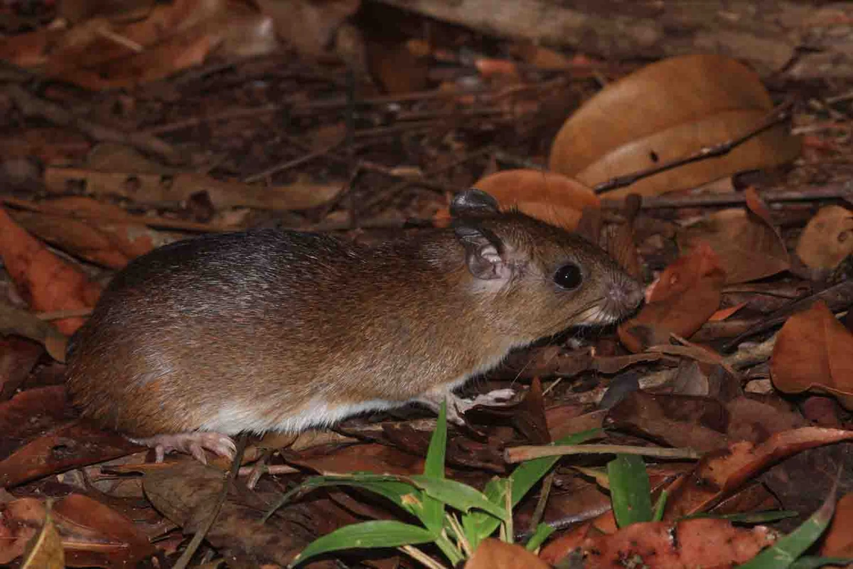 Proechimys cayennensis | Wiki Colombia | Fandom