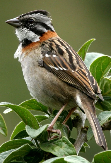 Copetón | Wiki Colombia | Fandom