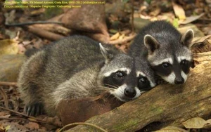 Mapache cangrejero | Wiki Colombia | Fandom