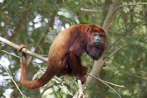 Araguato colorado | Wiki Colombia | Fandom