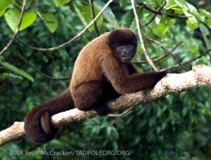 Churuco | Wiki Colombia | Fandom