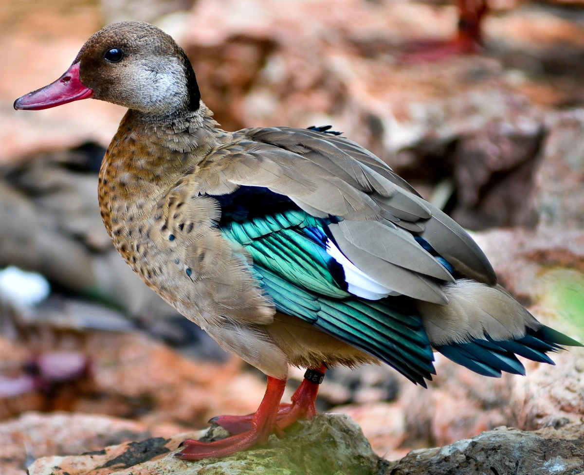 Pato brasilero | Wiki Colombia | Fandom