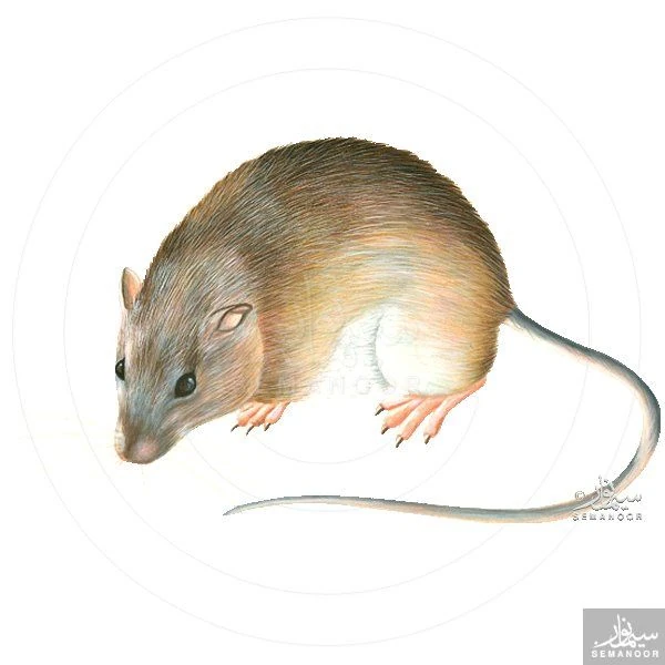 Proechimys amphichoricus | Wiki Colombia | Fandom