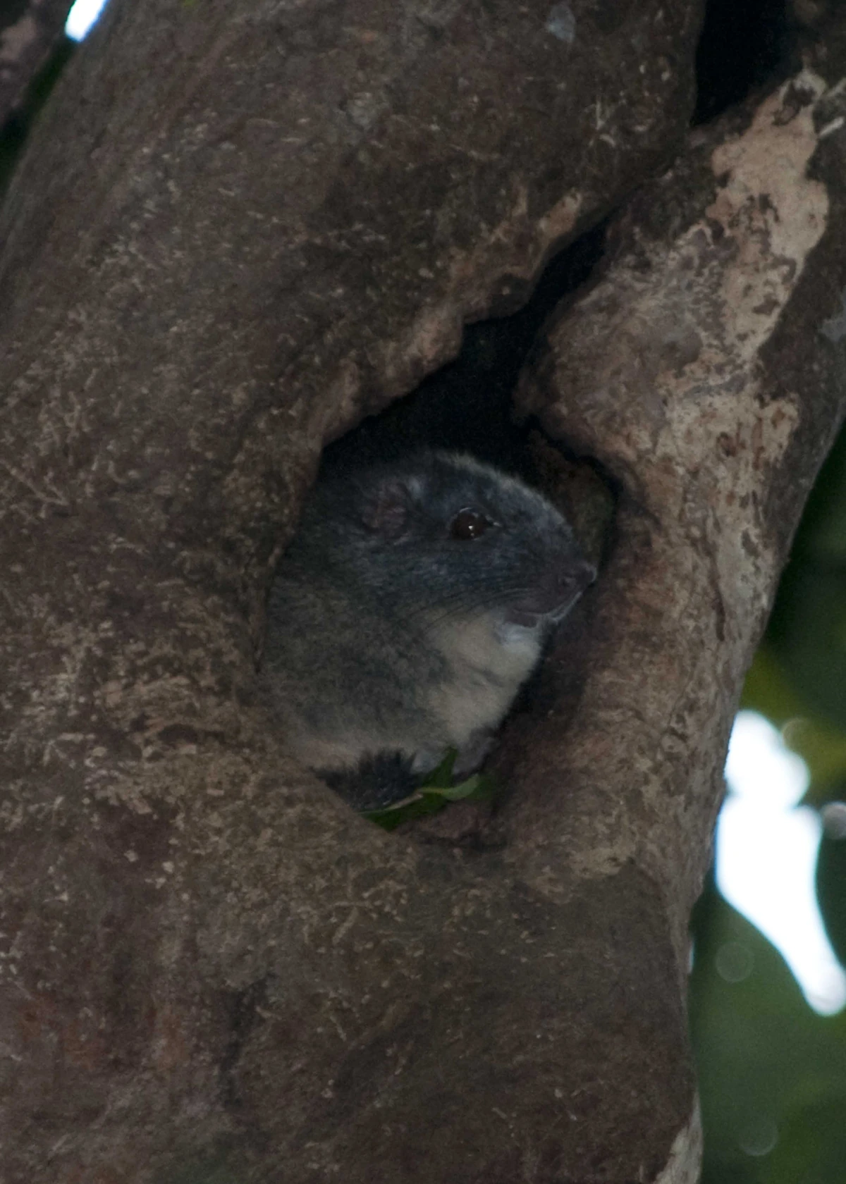 Isothrix bistriata | Wiki Colombia | Fandom