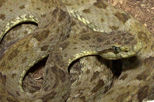 Bothrops atrox | Wiki Colombia | Fandom