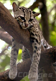 Margay | Wiki Colombia | Fandom