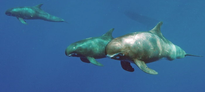 Orca pigmea | Wiki Colombia | Fandom