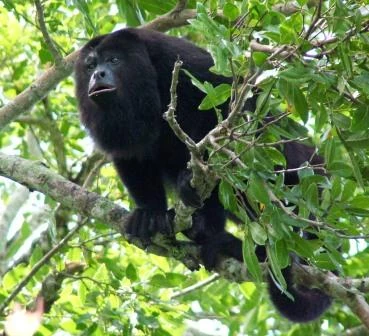 Araguato negro | Wiki Colombia | Fandom