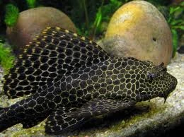 Cucha mariposa | Wiki Colombia | Fandom