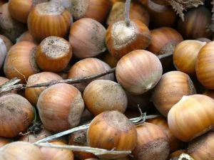 Hazelnut | Color Sorting | Fandom