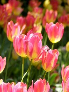 FF878D Tulip | Color Sorting | Fandom