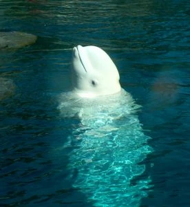 E9FBED Beluga | Color Sorting | Fandom