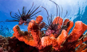 FF7F50 Coral | Color Sorting | Fandom