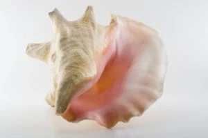 Conch | Color Sorting | Fandom
