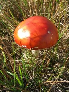 FD0100 Toadstool | Color Sorting | Fandom