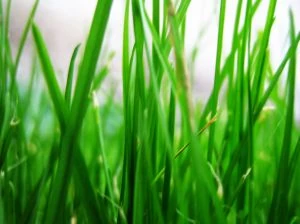 Grass | Color Sorting | Fandom