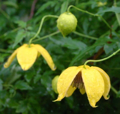 FDEE00 Aureolin | Color Sorting | Fandom