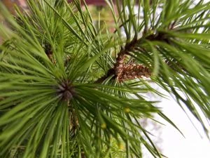 01796F Pine | Color Sorting | Fandom