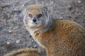 Mongoose | Color Sorting | Fandom