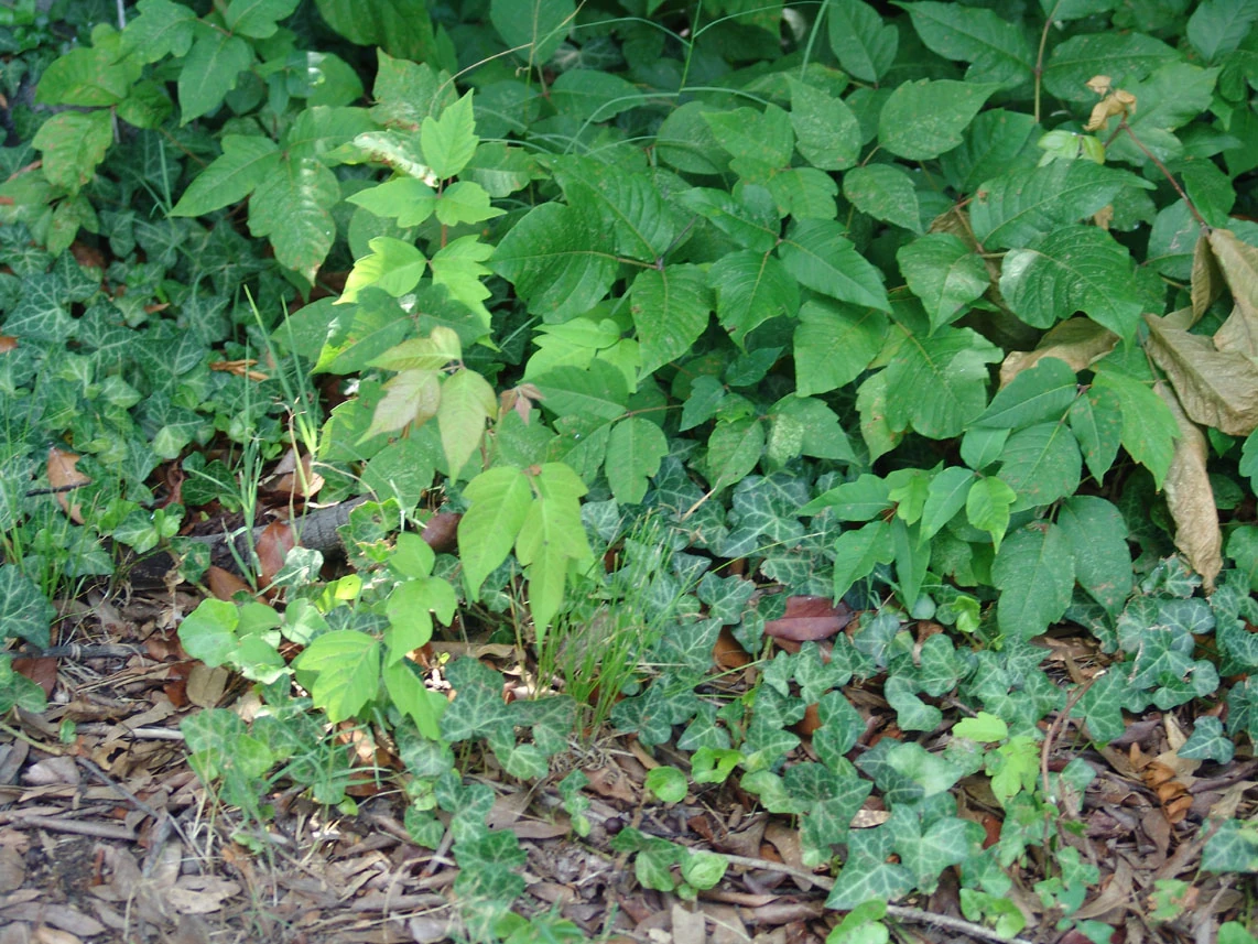 Ivy | Color Sorting | Fandom