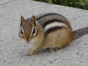 8F705C Chipmunk | Color Sorting | Fandom