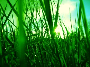 Grass | Color Sorting | Fandom
