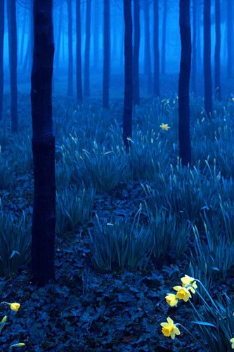 Biome Two | ColouredClan Wiki | Fandom