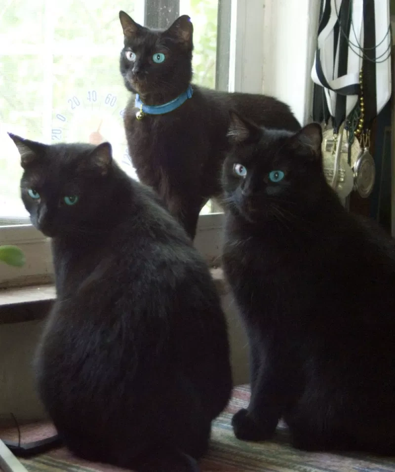 3 Scourges | Coloxus Wiki | Fandom