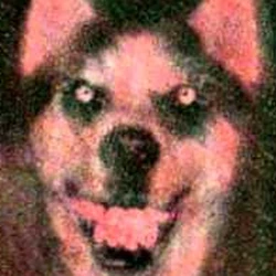 Smile Dog: Can You Really Summon This Creepy Legend