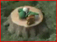 Tree Stump | Comedy World by Youtube Wiki | Fandom